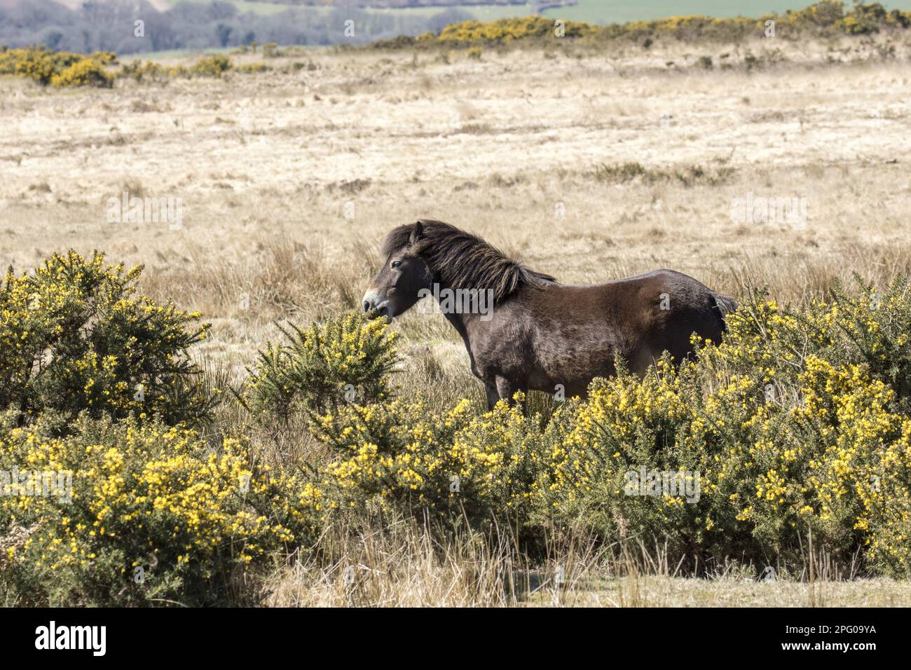 Exmoor pony, Exmoor ponies, Exmoorponies, pedigree, purebred, pets ...