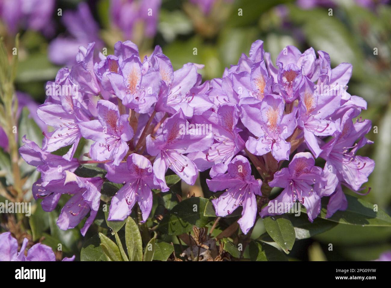 Pontic rhodendron, Pontic alpine rose, heather family, rhododendron ...