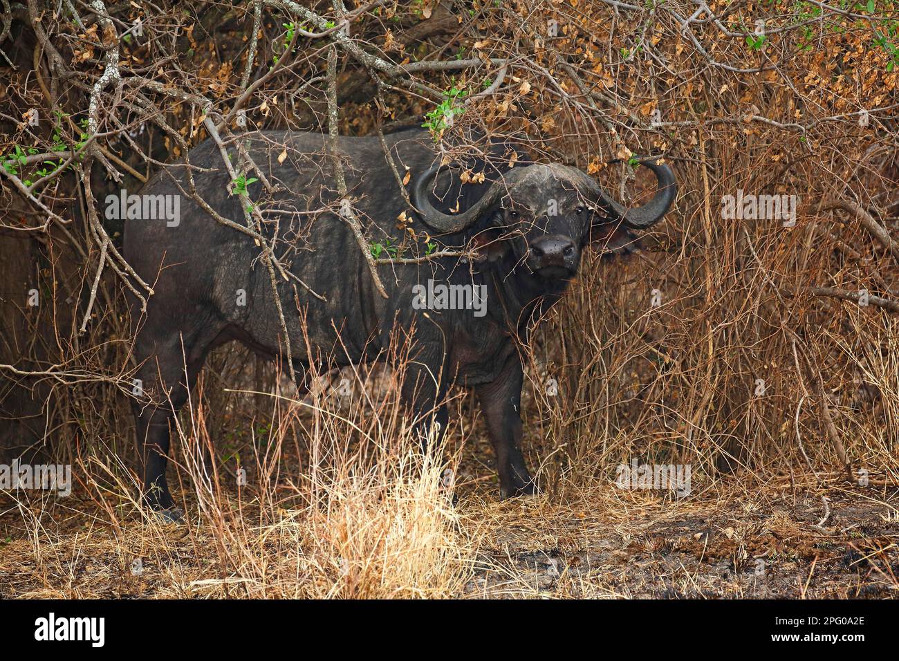 Old Cape buffalo (Syncerus caffer) bull hiding in bushes, Serengeti ...