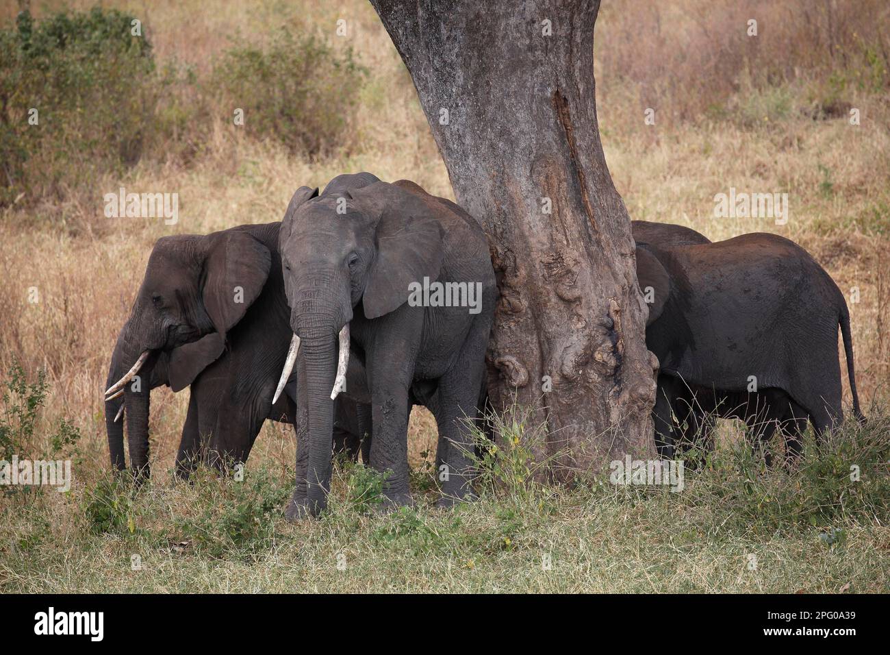 Elephants under tree hi-res stock photography and images - Alamy