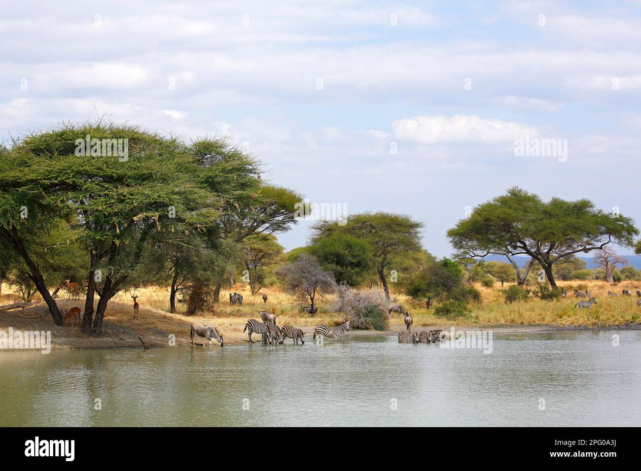 Impala with zebras hi-res stock photography and images - Alamy