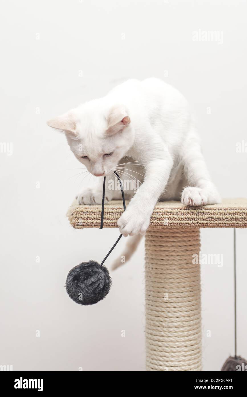 Animal fluffy hi-res stock photography and images - Alamy