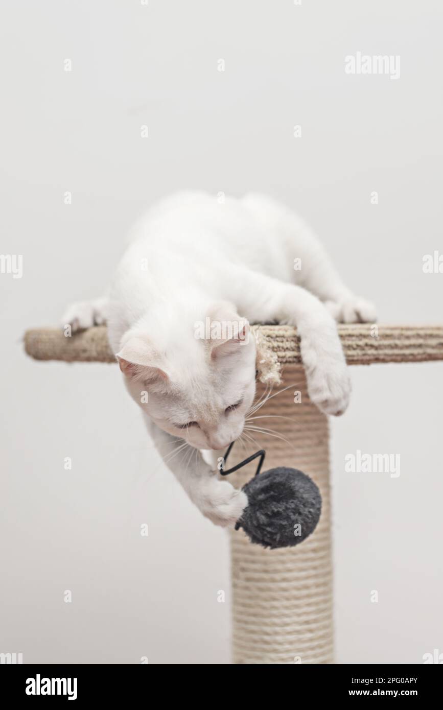 The white cat concentrating on his black plush ball game Stock Photo ...