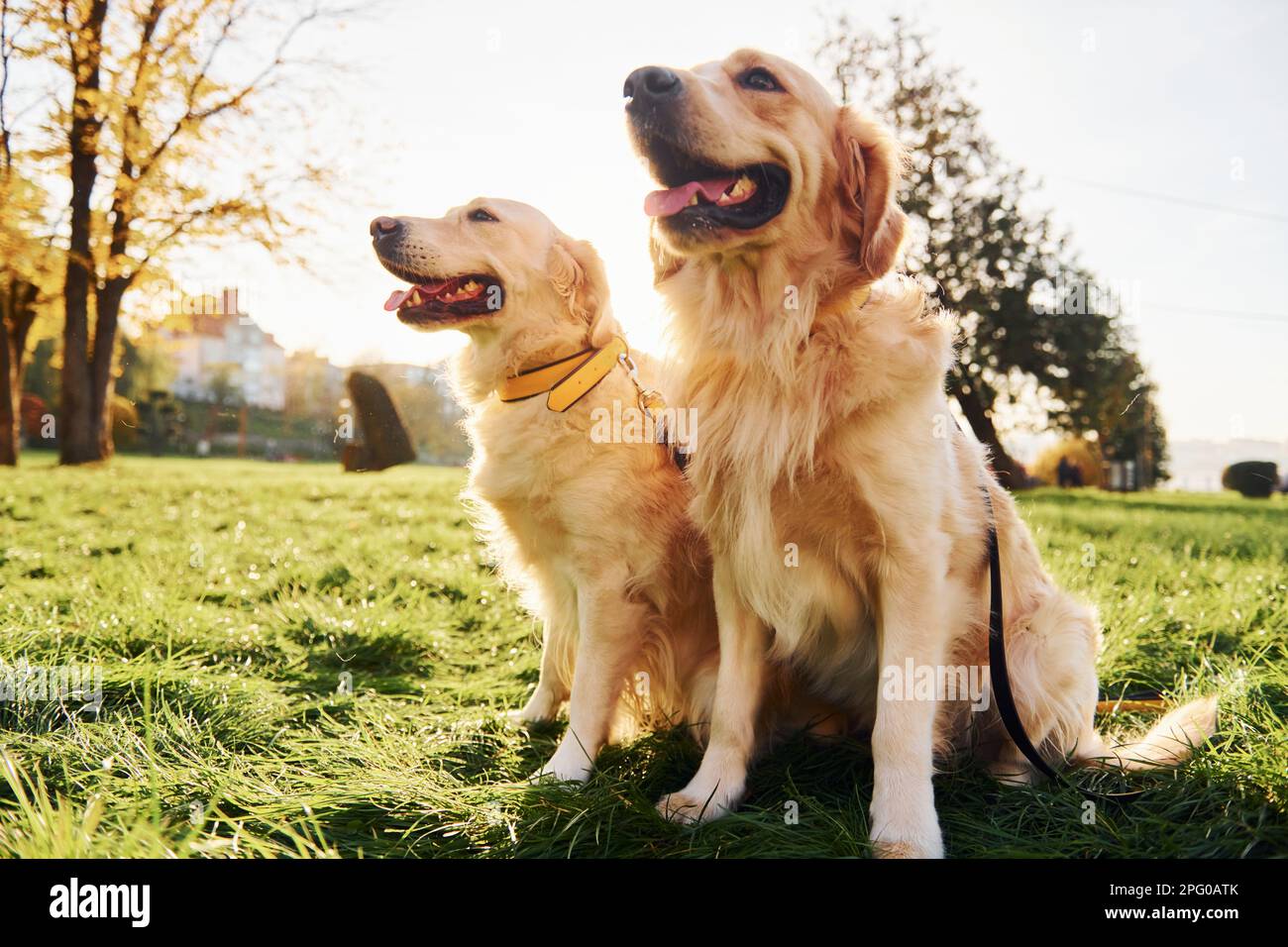 Two beautiful Golden Retriever dogs have a walk outdoors in the park ...