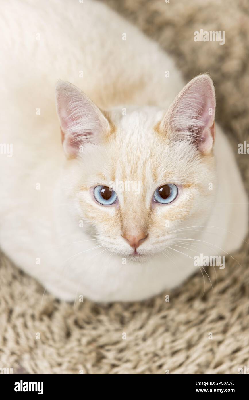 Calm feline look with his fat face and big blue eyes Stock Photo - Alamy