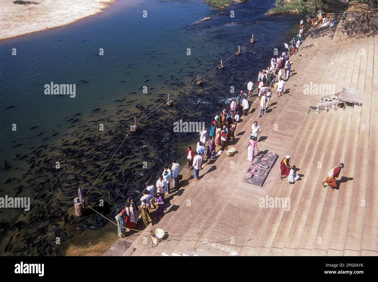 Pilgrimage feeding the fish, River Tunga in Sringeri, Karnataka, India ...