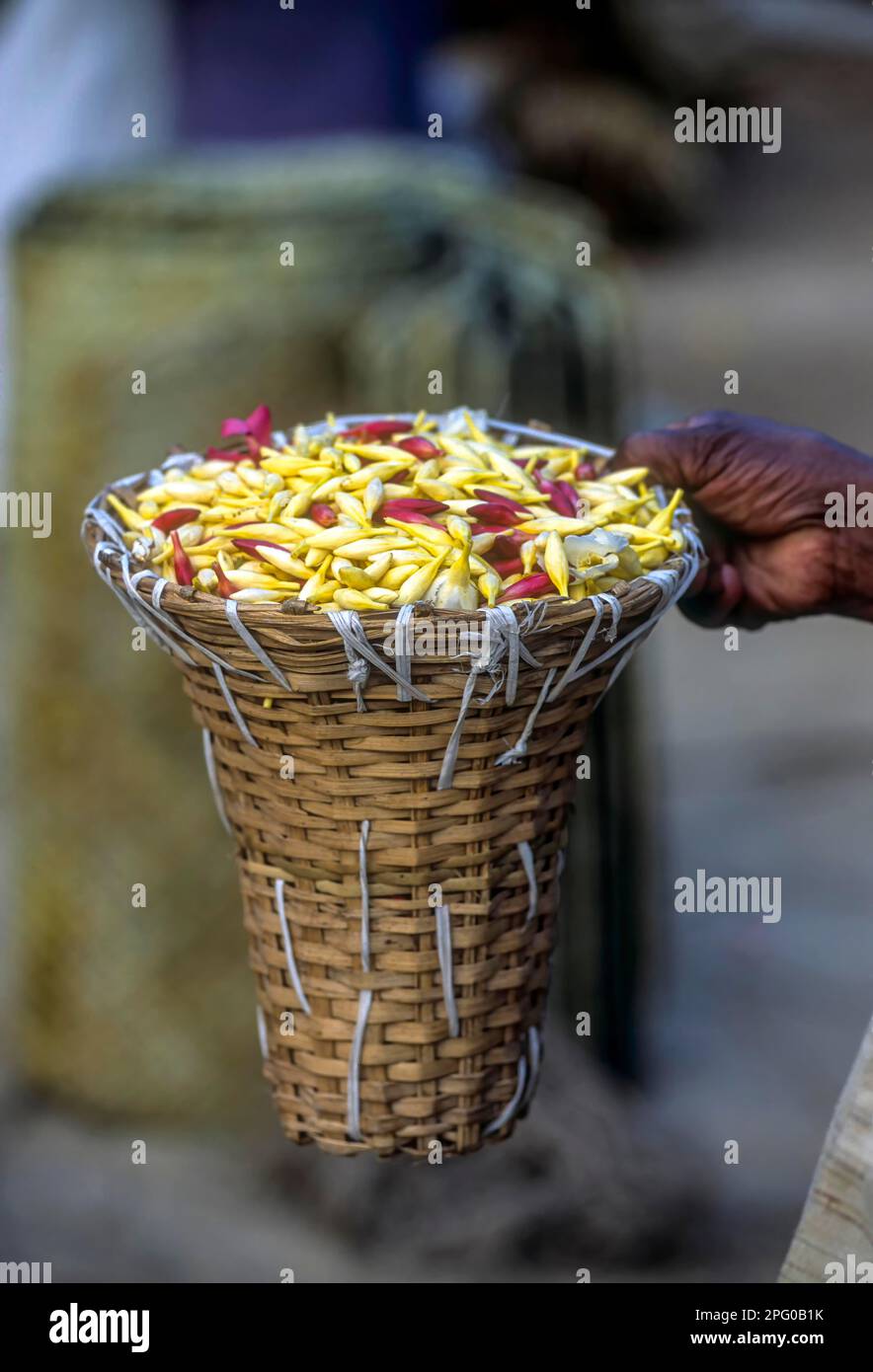 Basket full of flower at Thovalai near Nagercoil, Tamil Nadu, South ...