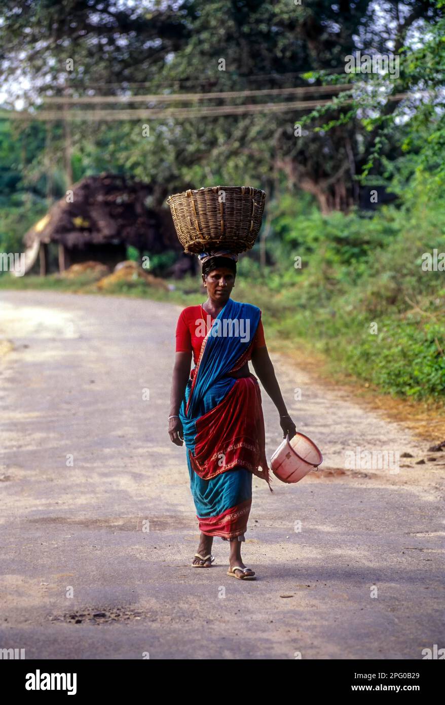 A mature woman carrying basket on her head near Pudukkottai, Tamil Nadu ...