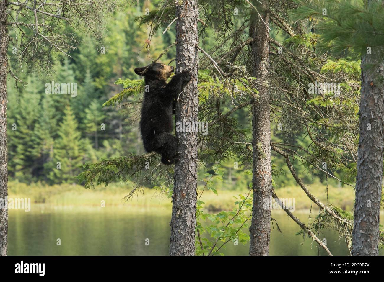 American Black Bear cub (Ursus americanus), Five months, La Mauricie ...