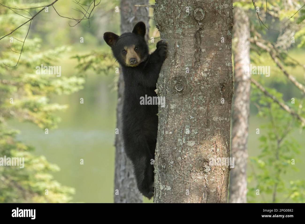 American Black Bear cub (Ursus americanus), Five months, La Mauricie ...