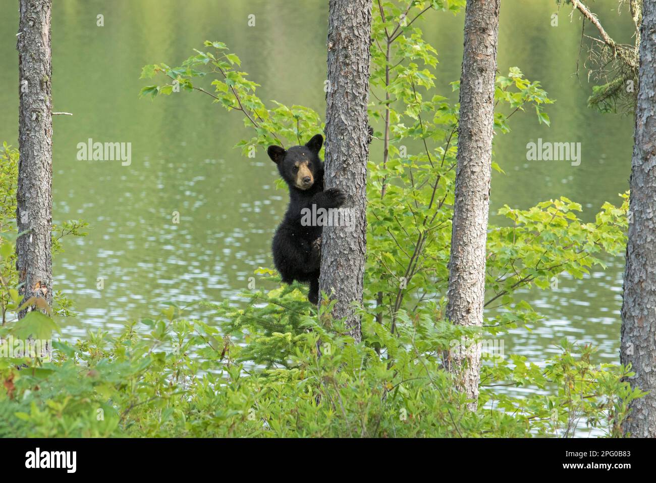 American Black Bear cub (Ursus americanus), Five months, La Mauricie ...