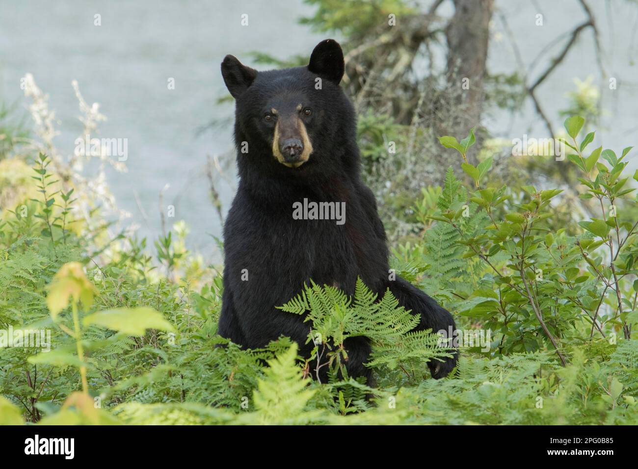 Female black bear (Ursus americanus), La Mauricie National Park, Quebec ...