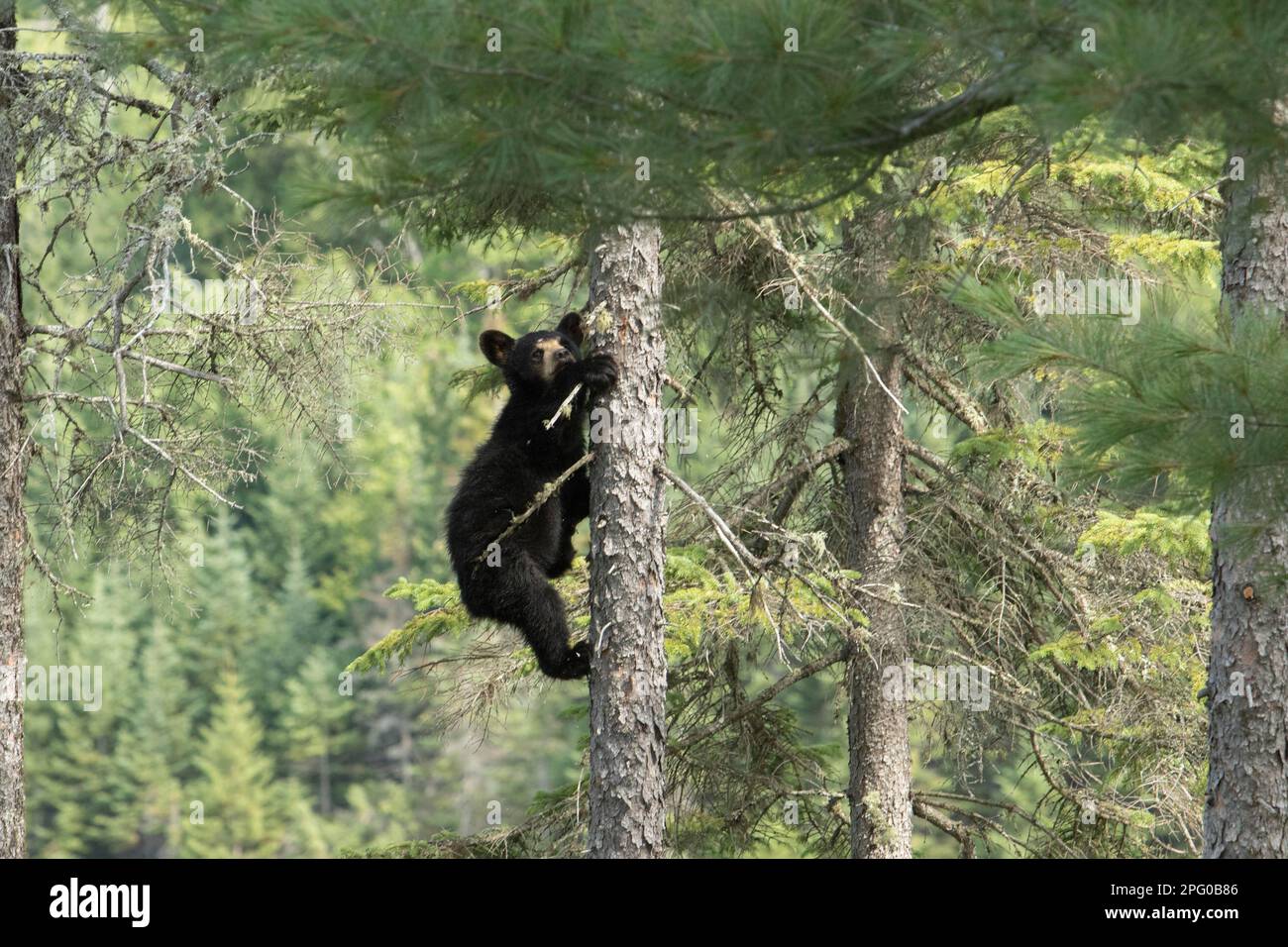 American Black Bear cub (Ursus americanus), Five months, La Mauricie ...