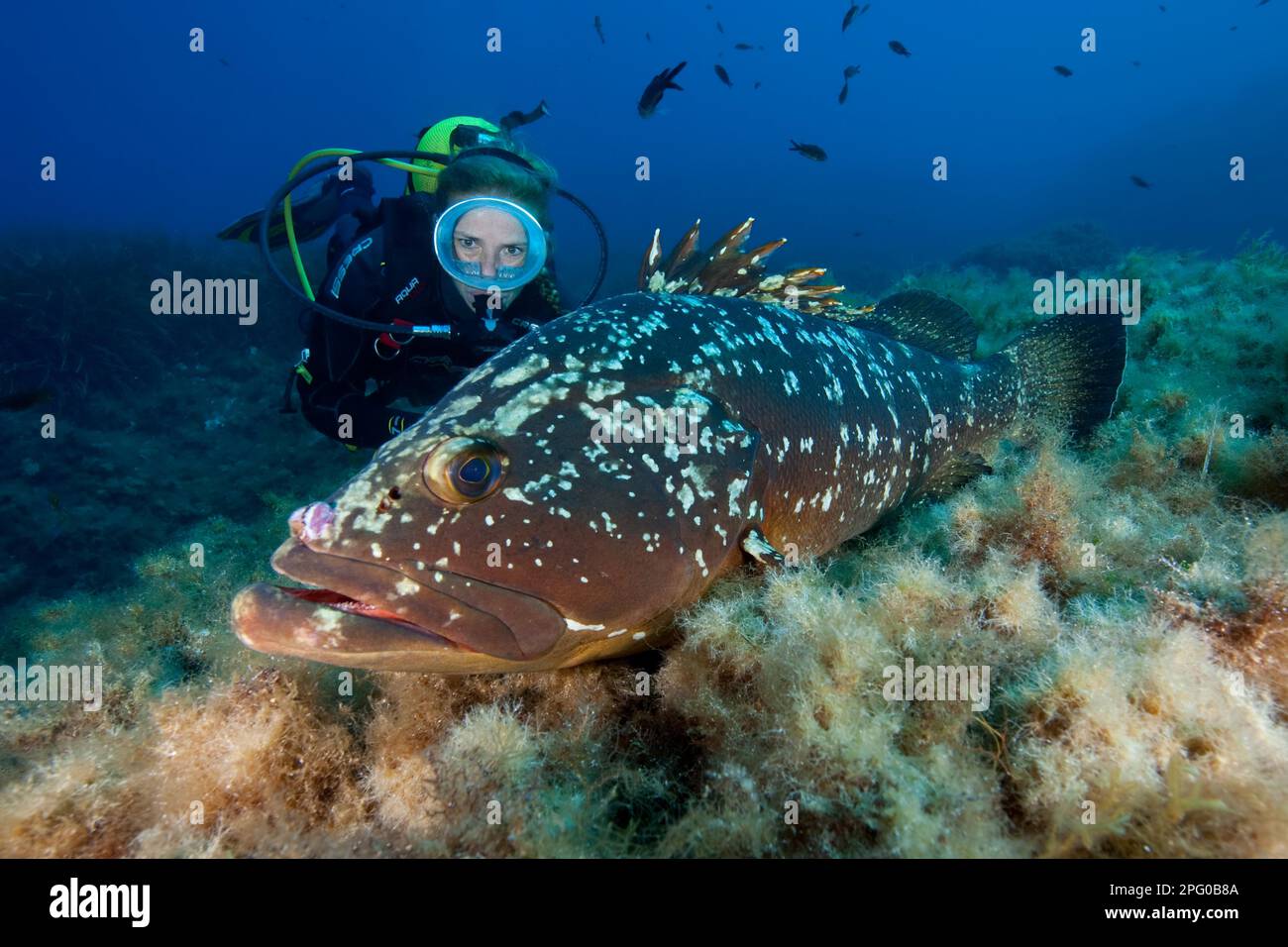 Parque nacional maritimo terrestre de cabrera hi-res stock photography ...