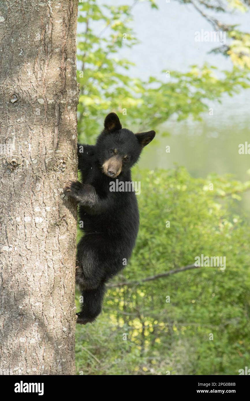 American Black Bear cub (Ursus americanus), Five months, La Mauricie ...