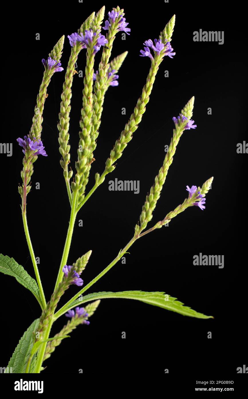 Vervain (Verbena officinalis Stock Photo - Alamy