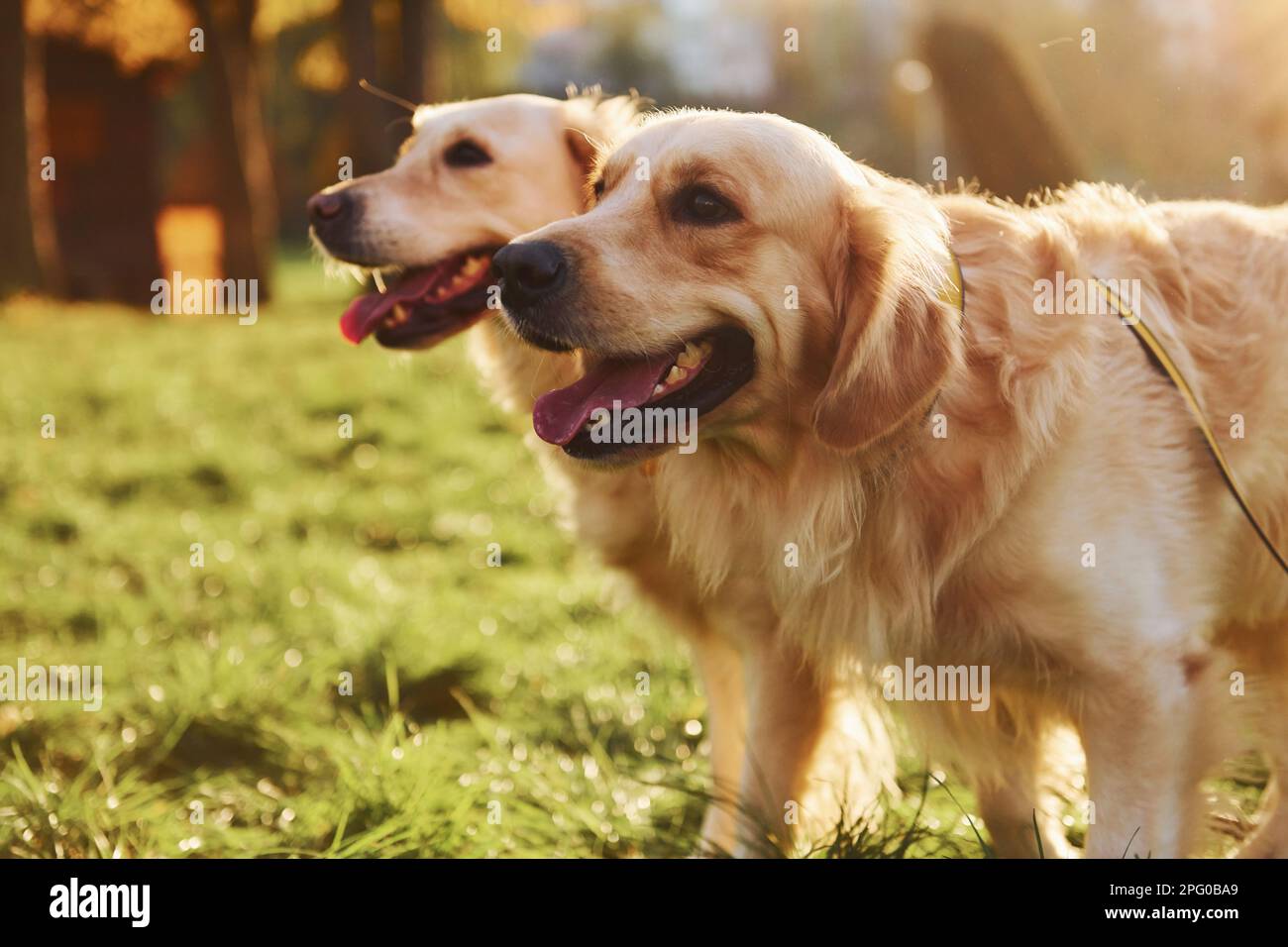 Two beautiful Golden Retriever dogs have a walk outdoors in the park ...