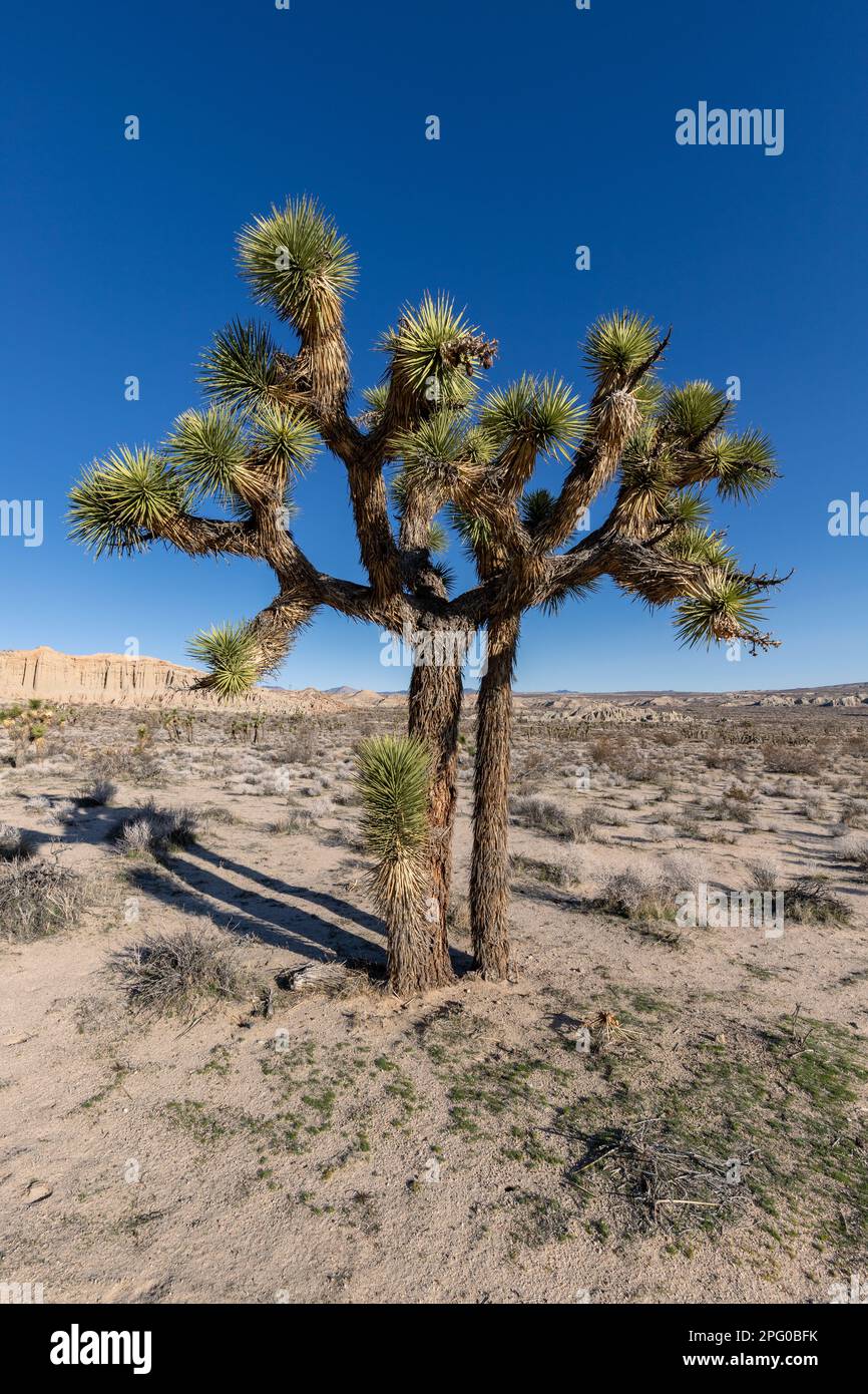 Lone Joshua Tree in the California Desert Stock Photo - Alamy