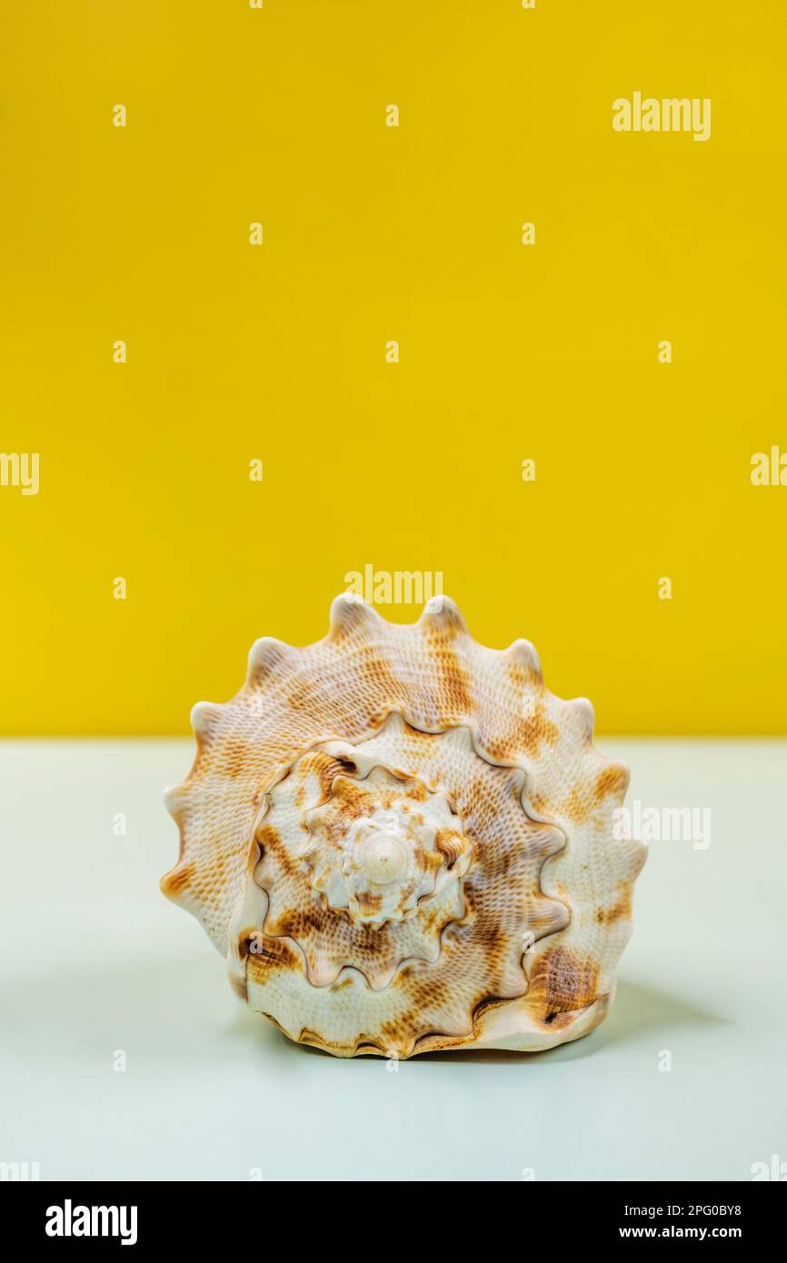 The shell of marine snails is called a conch, especially those of ...