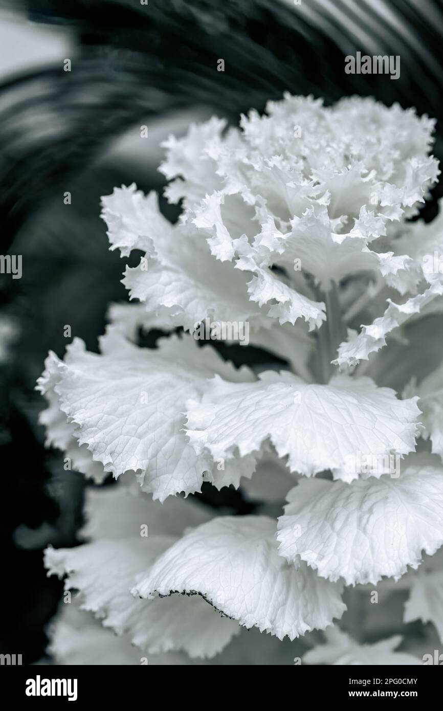 Broad full view hi-res stock photography and images - Alamy