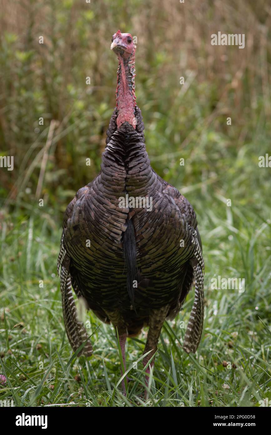 A wild turkey standing tall in a field (Smoky Mountains Stock Photo - Alamy