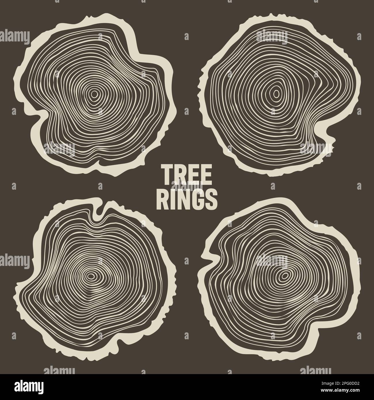 Round tree trunk cuts, sawn pine or oak slices, lumber. Saw cut timber ...