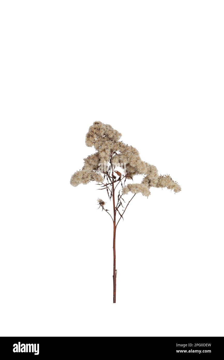 fluffy branch of dry grass, isolated Stock Photo - Alamy