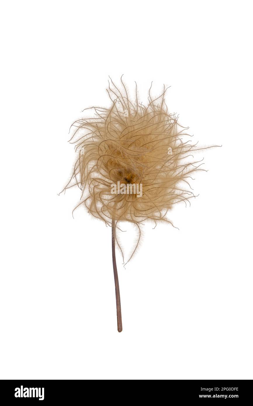fluffy branch of dry grass, isolated Stock Photo - Alamy