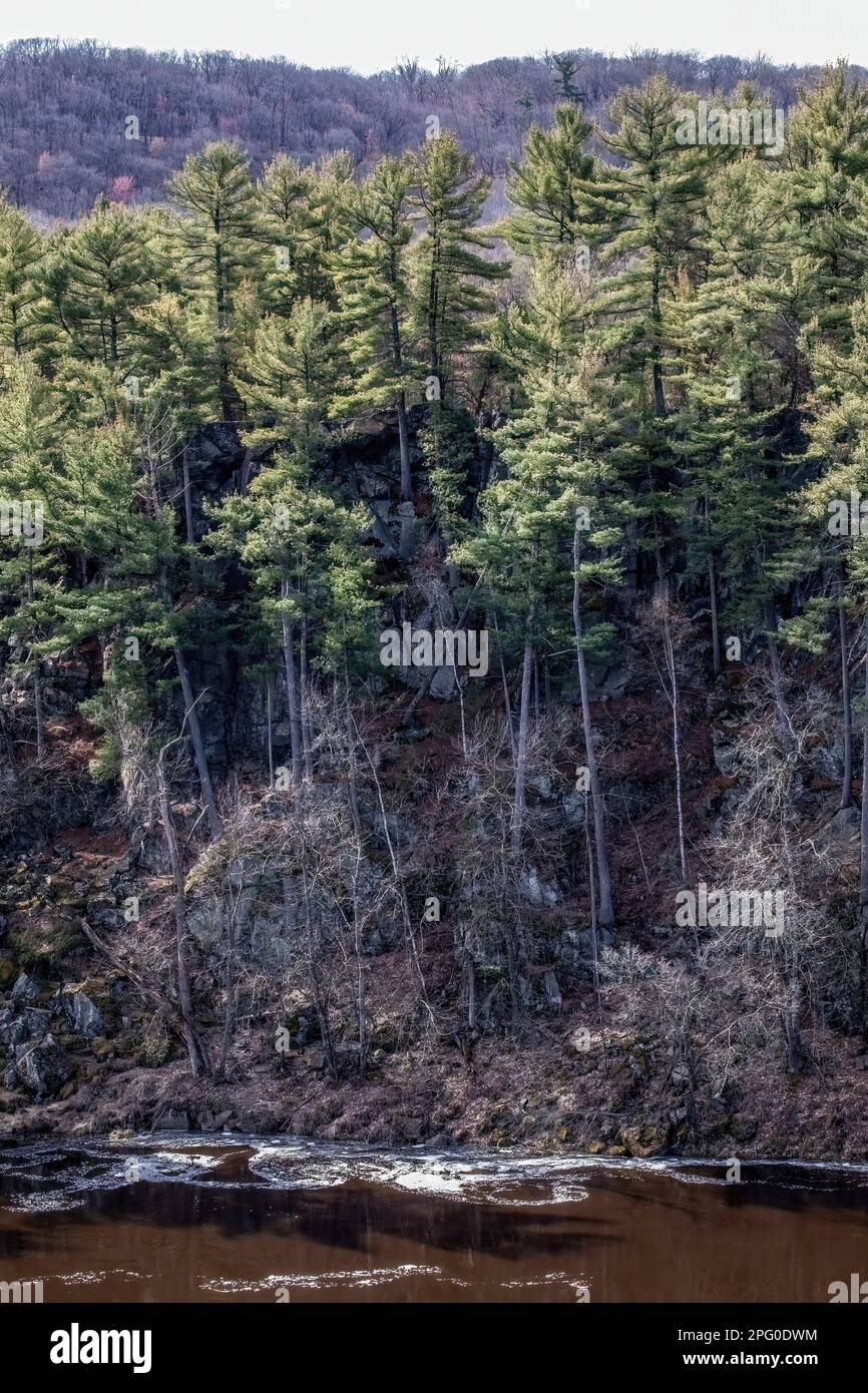 Pine trees along the St. Croix River in Interstate State Park on a ...
