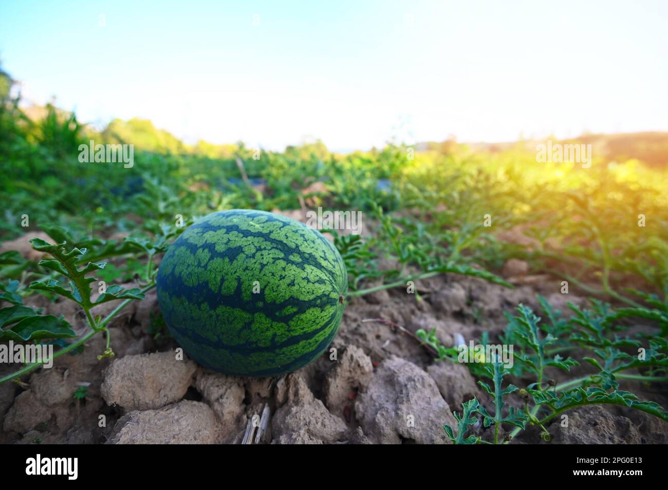 watermelon field with watermelon fruit fresh watermelon on ground agriculture garden watermelon ...