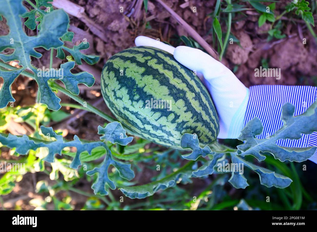watermelon in watermelon field - fresh watermelon fruit on hand ...