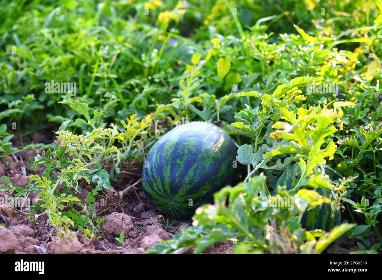watermelon field with watermelon fruit fresh watermelon on ground ...