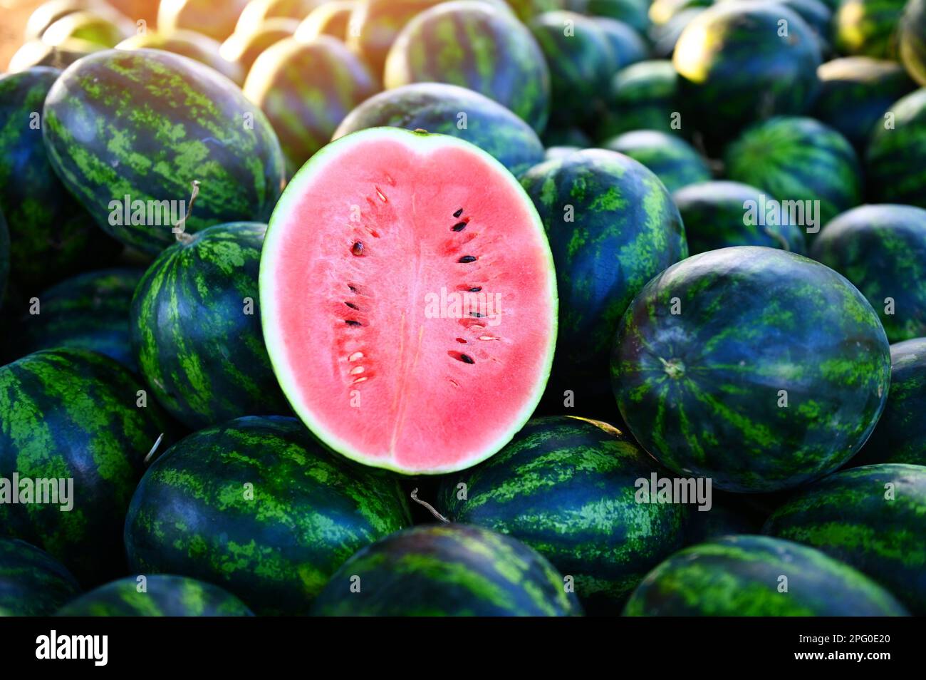 watermelon slice in watermelon field - fresh watermelon fruit on agriculture garden watermelon ...