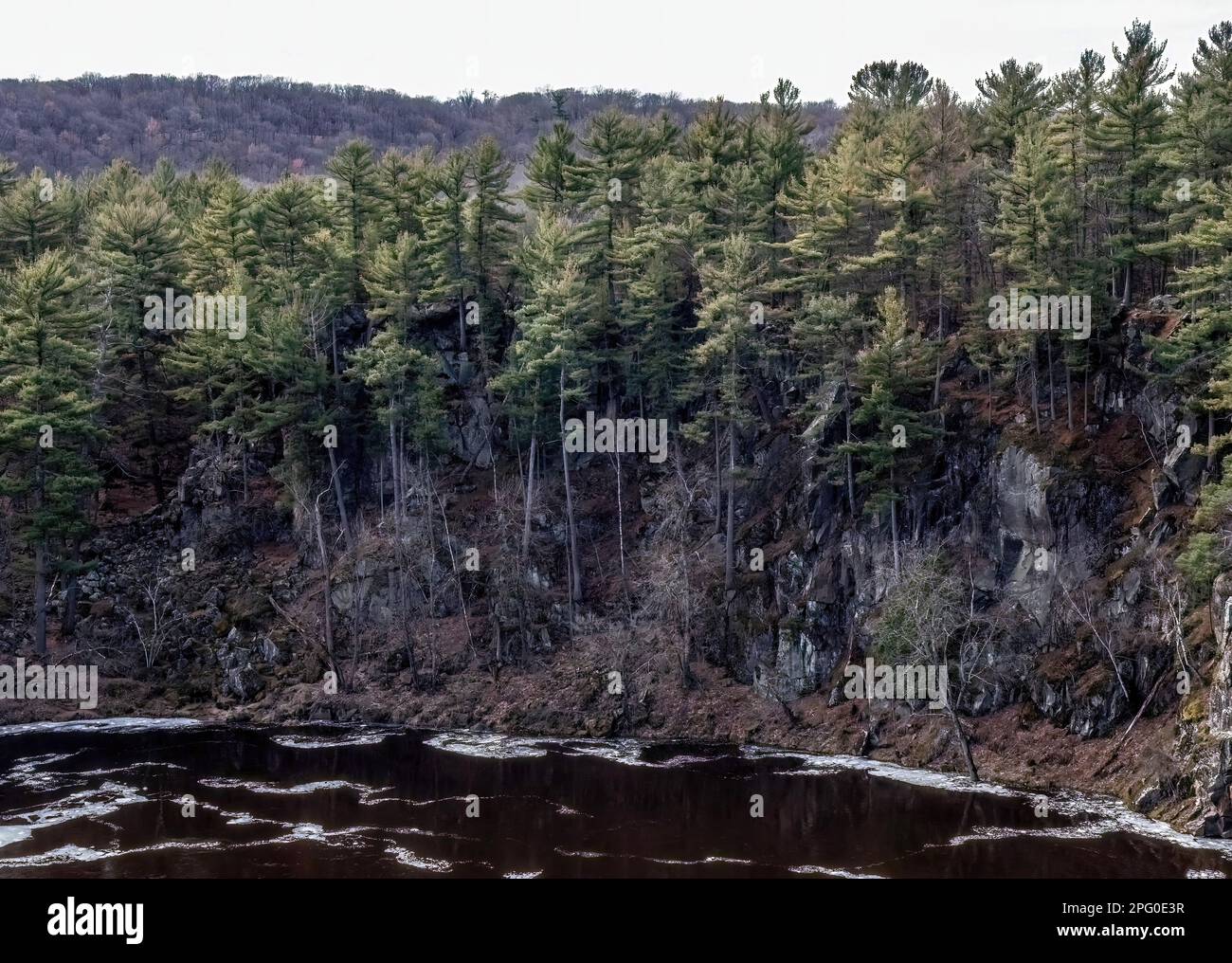 Pine trees along the St. Croix River at Interstate State Park on a ...