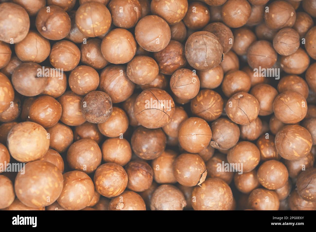macadamia nuts texture background, fresh natural shelled raw macadamia ...