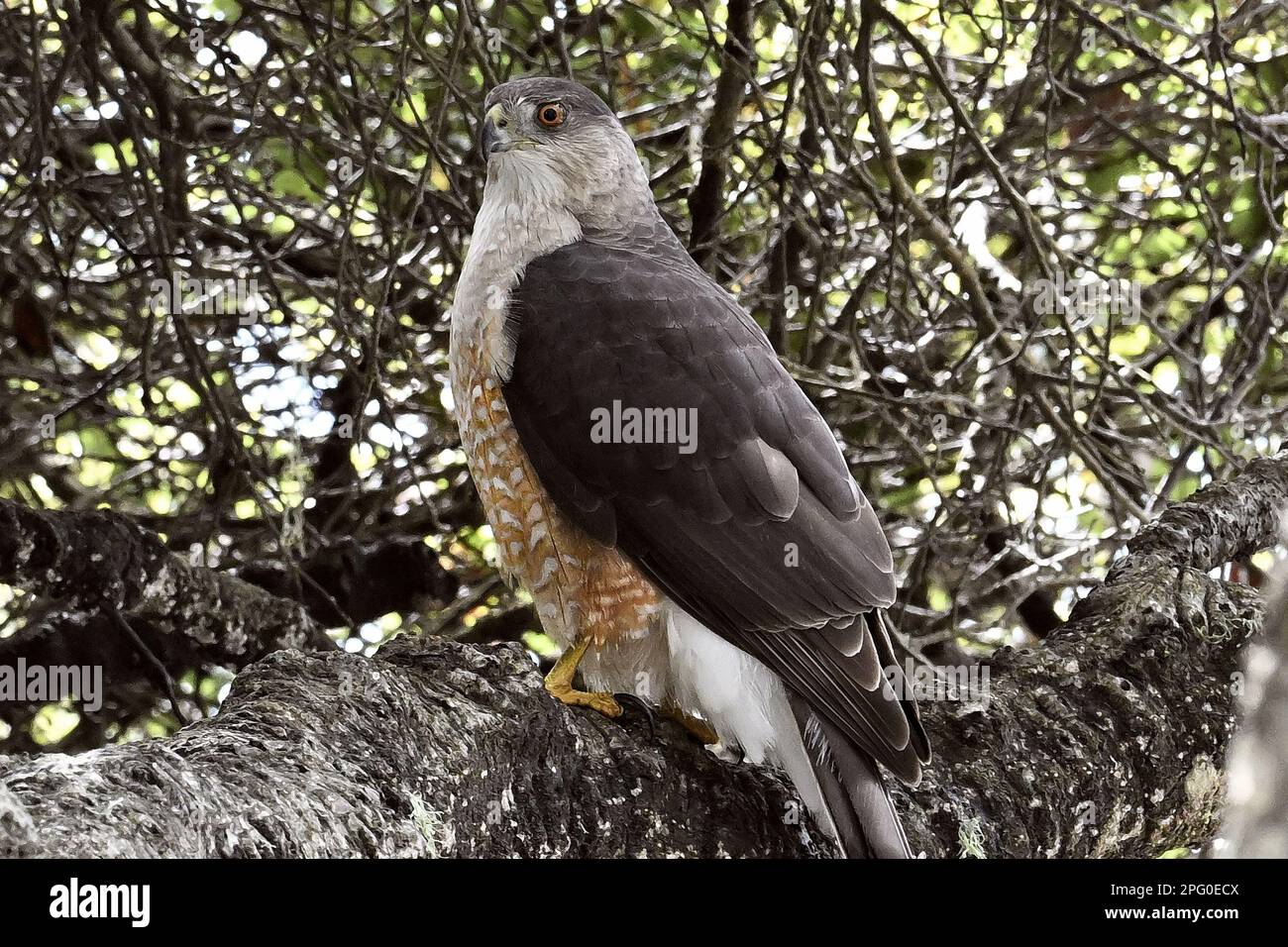 Pacific Grove, California, USA. 19th Mar, 2023. Juvenile Red-shouldered ...