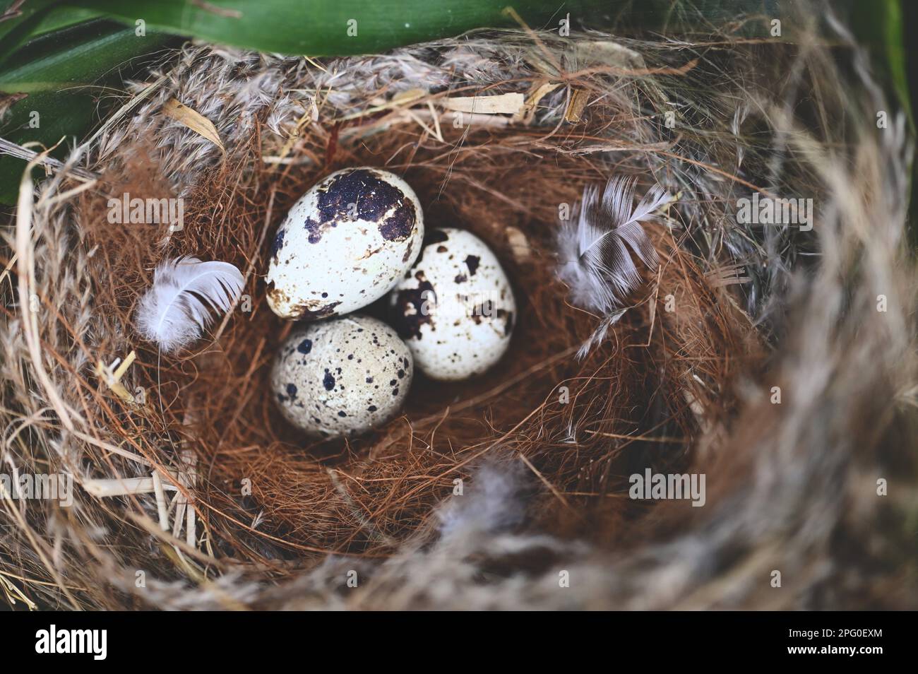bird nest on tree branch with three eggs inside, bird eggs on birds ...