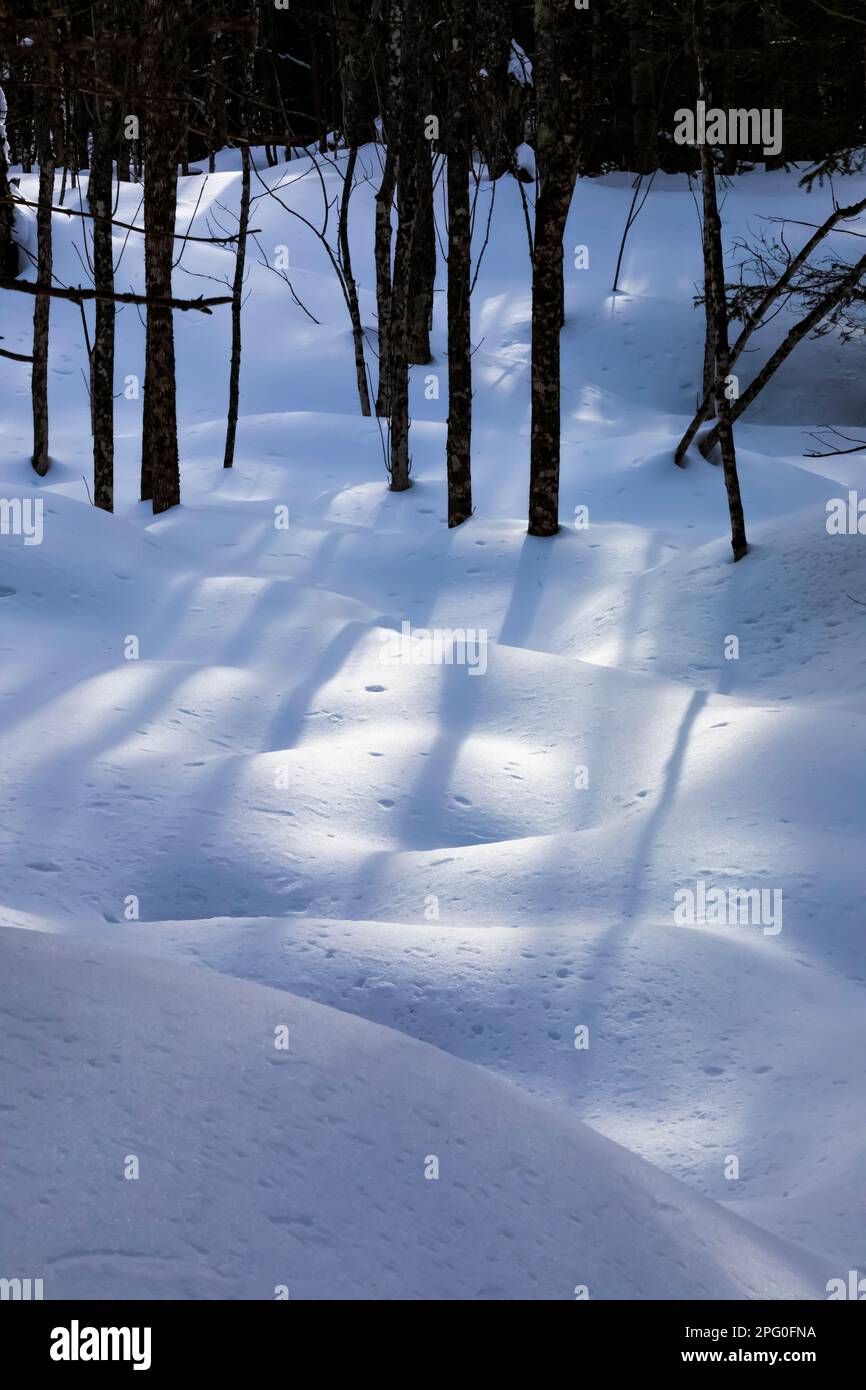 Snow blown by the wind in the forest of Rock River Canyon Wilderness ...