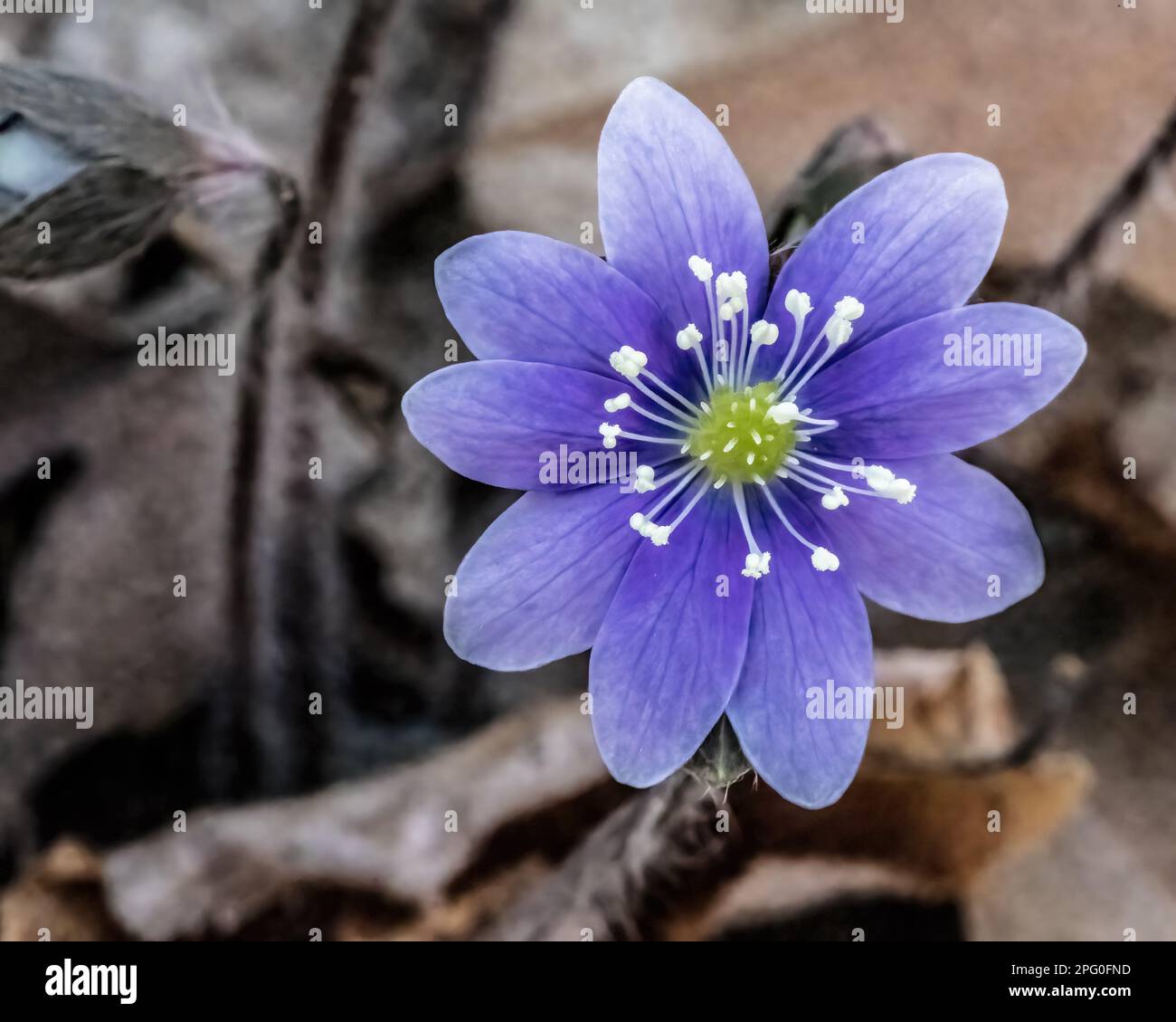Closeup of a purple hepatica wildflower blooming in the woods in the ...