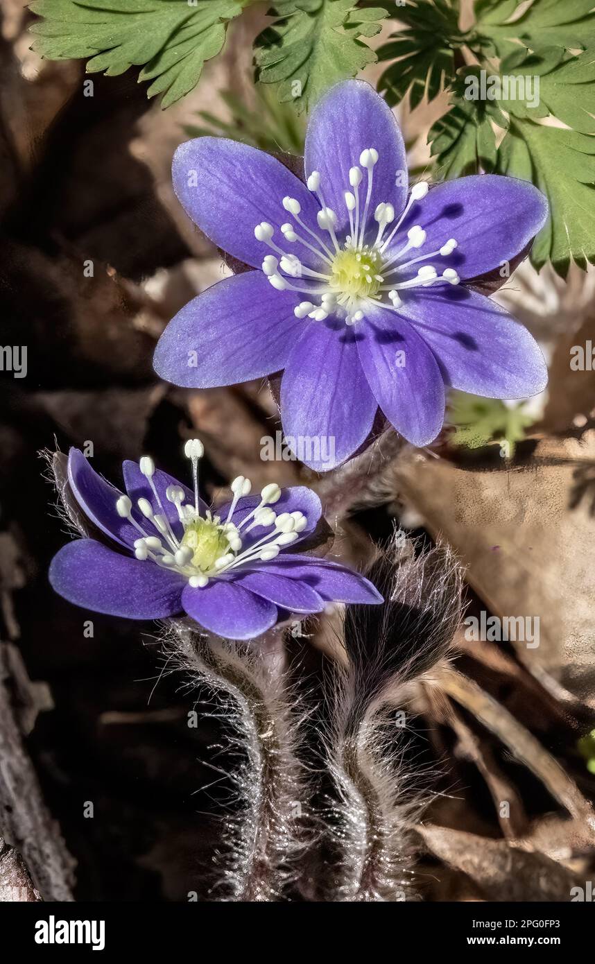 Purple hepatica wildflowers blooming in the woods in the spring in ...