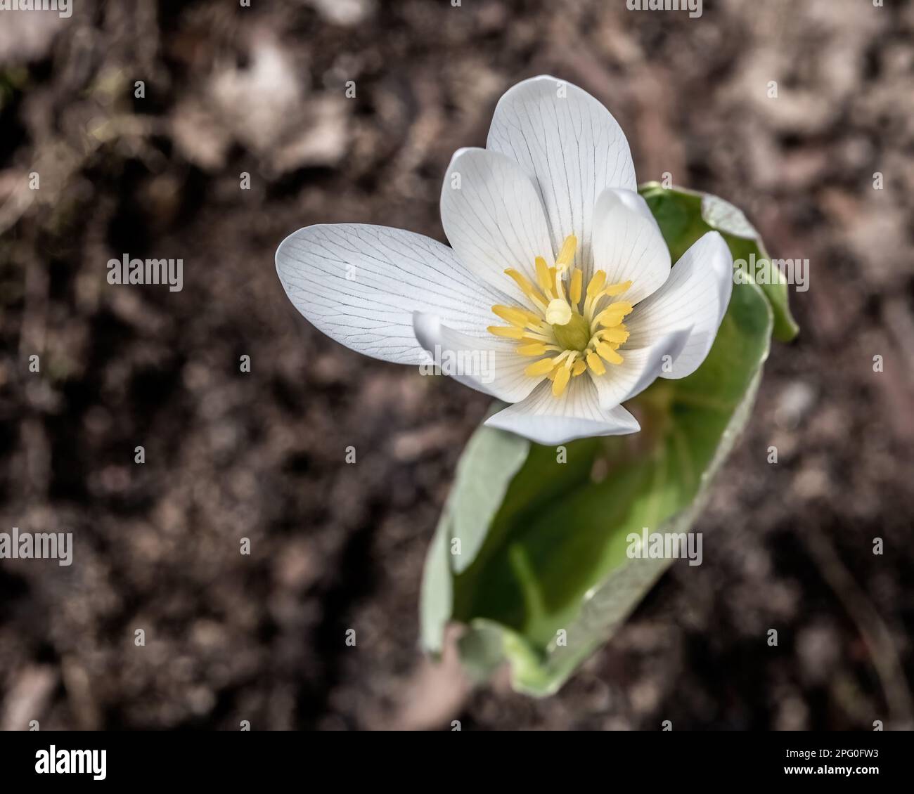 Bloodroot wildflower blooming in the springtime woods at Taylors Falls ...