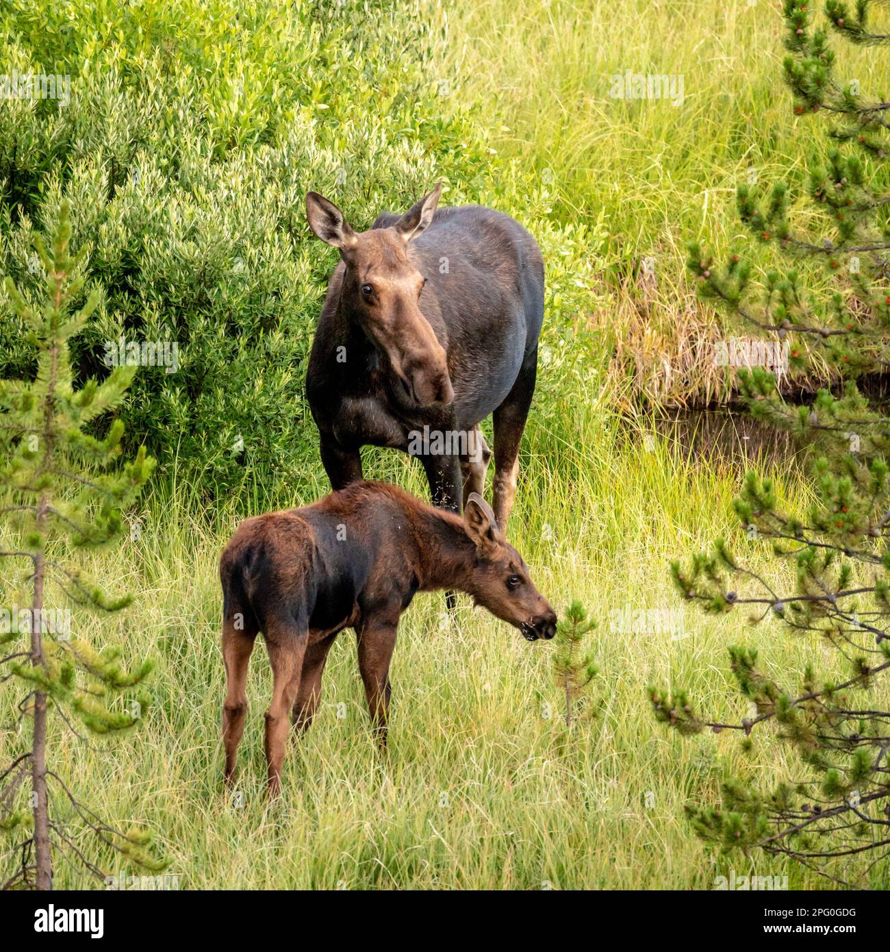 Moose Calf and Mother Graze in Green Field in early morning in summer ...