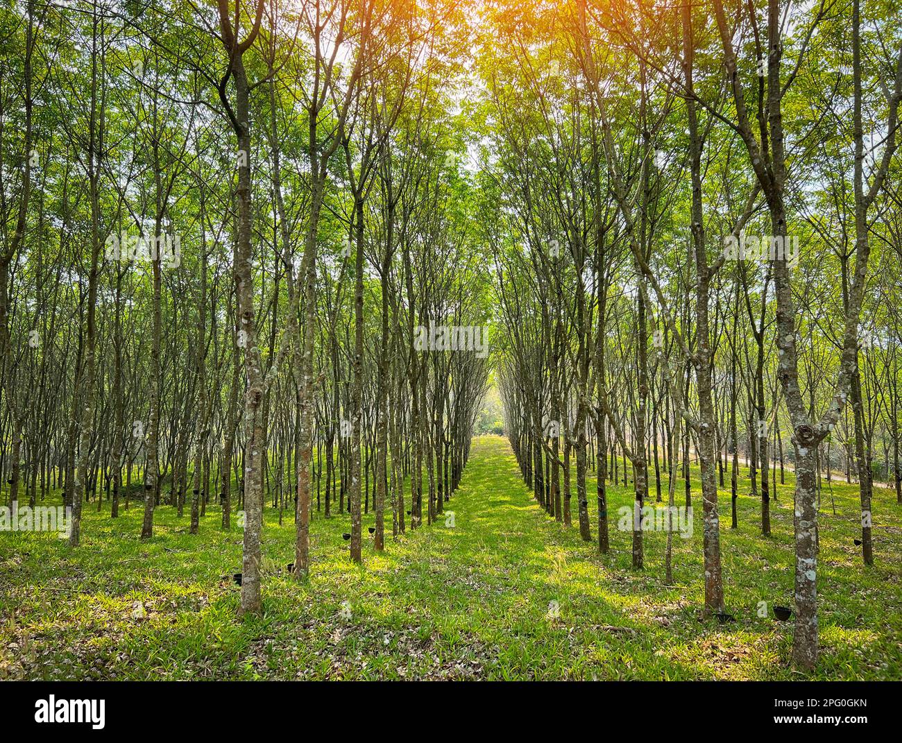 rubber plantation with rubber tree forest in agriculture of asia for ...