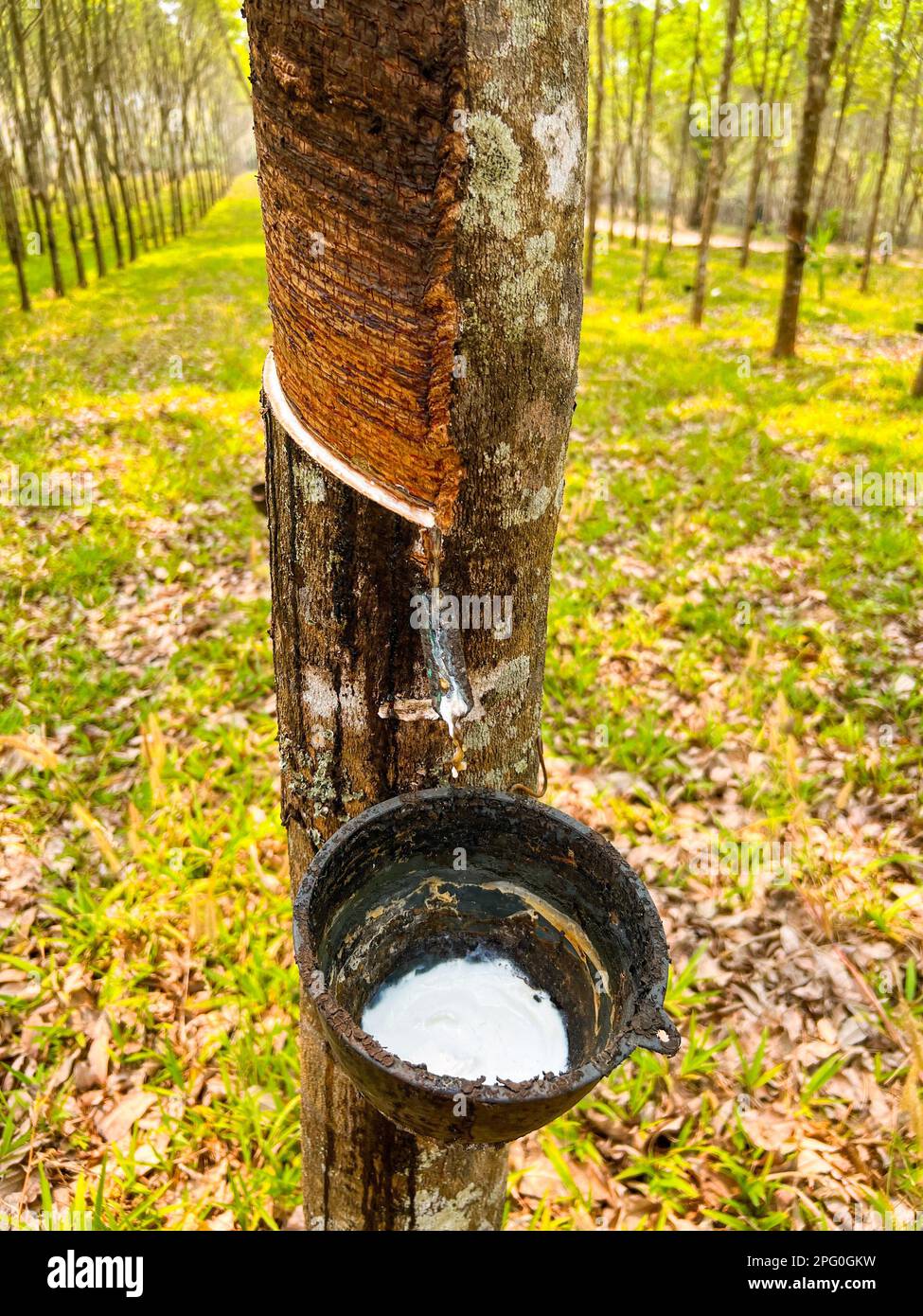 Rubber Plantation cut for natural latex on rubber tree on field ...
