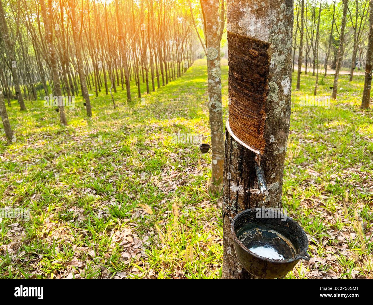 Rubber Plantation cut for natural latex on rubber tree on field ...