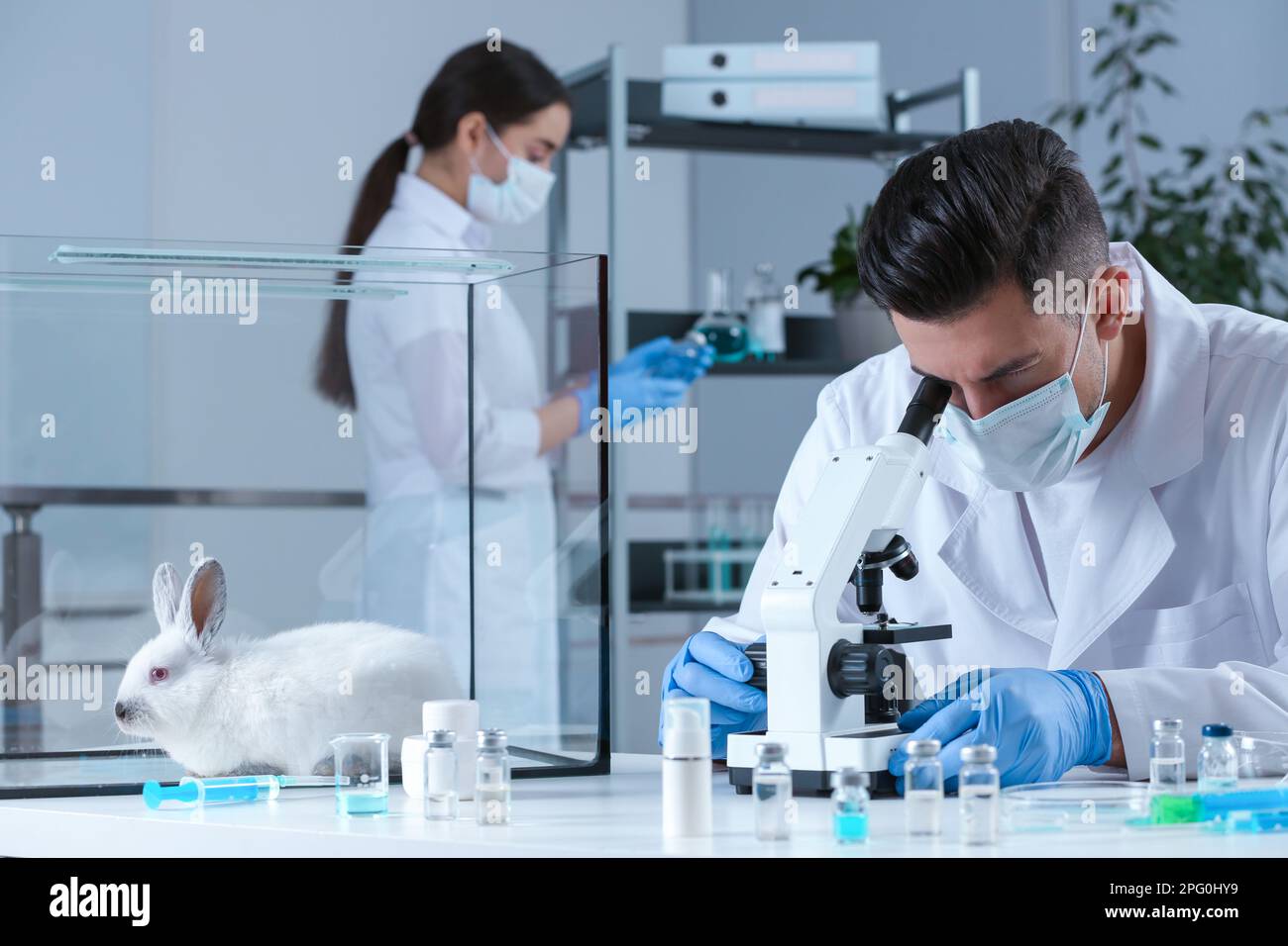 Scientists working in chemical laboratory. Animal testing Stock Photo ...