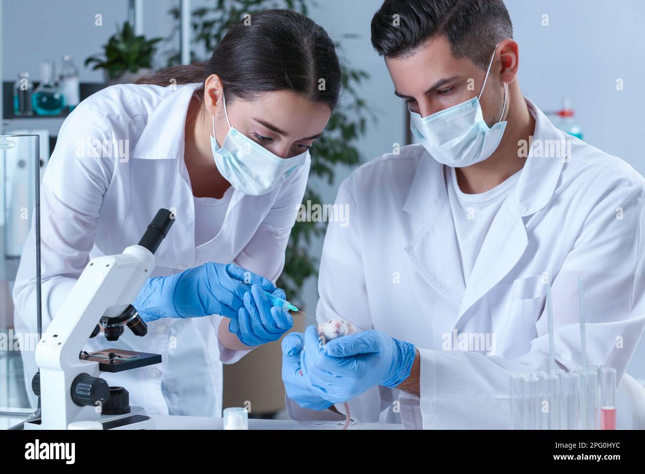 Scientists working with rat in chemical laboratory. Animal testing ...