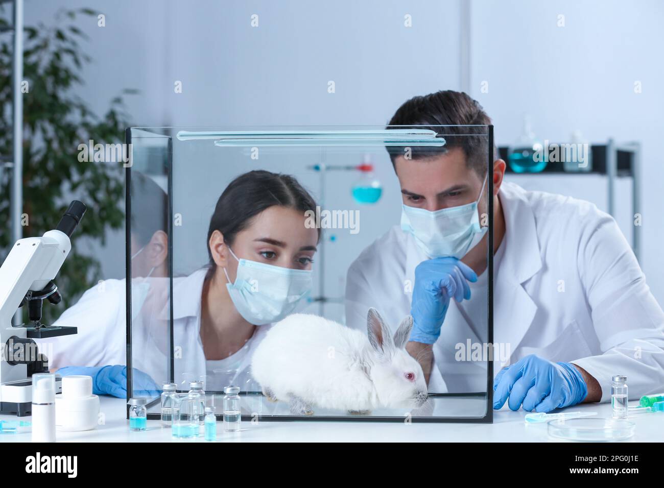 Scientists observing white rabbit in chemical laboratory. Animal ...