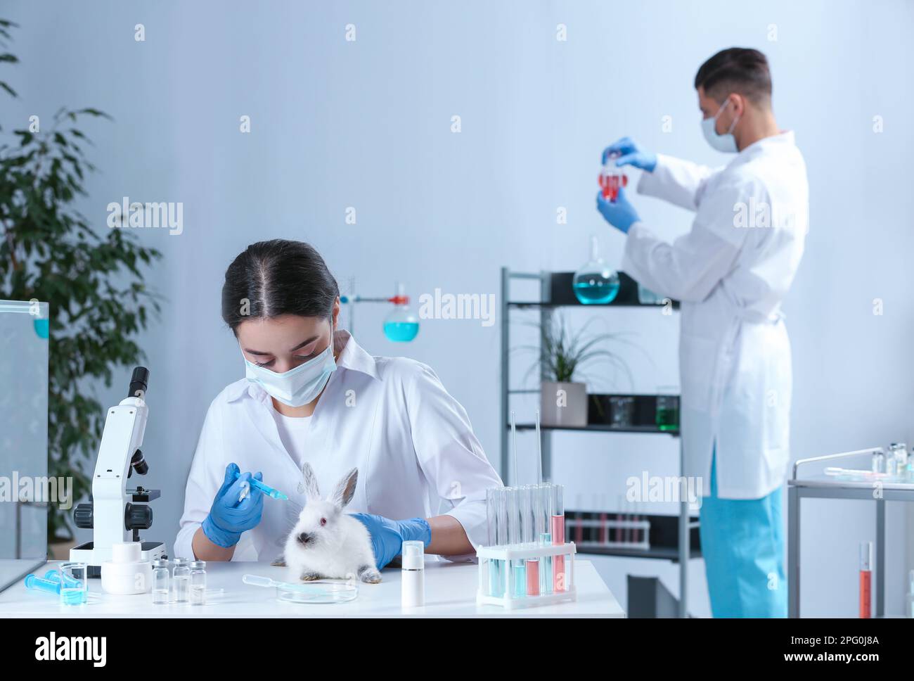 Scientist with syringe and rabbit in chemical laboratory. Animal ...