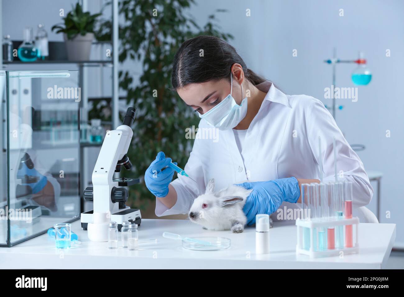 Scientist with syringe and rabbit in chemical laboratory. Animal ...